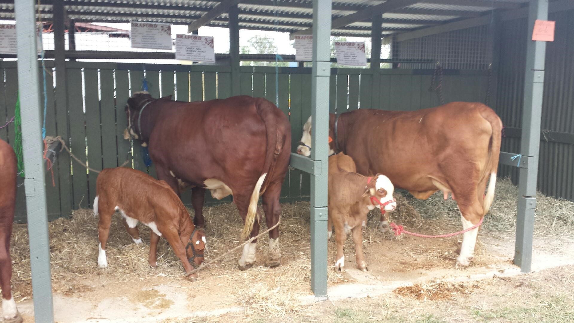 Caboolture State High School